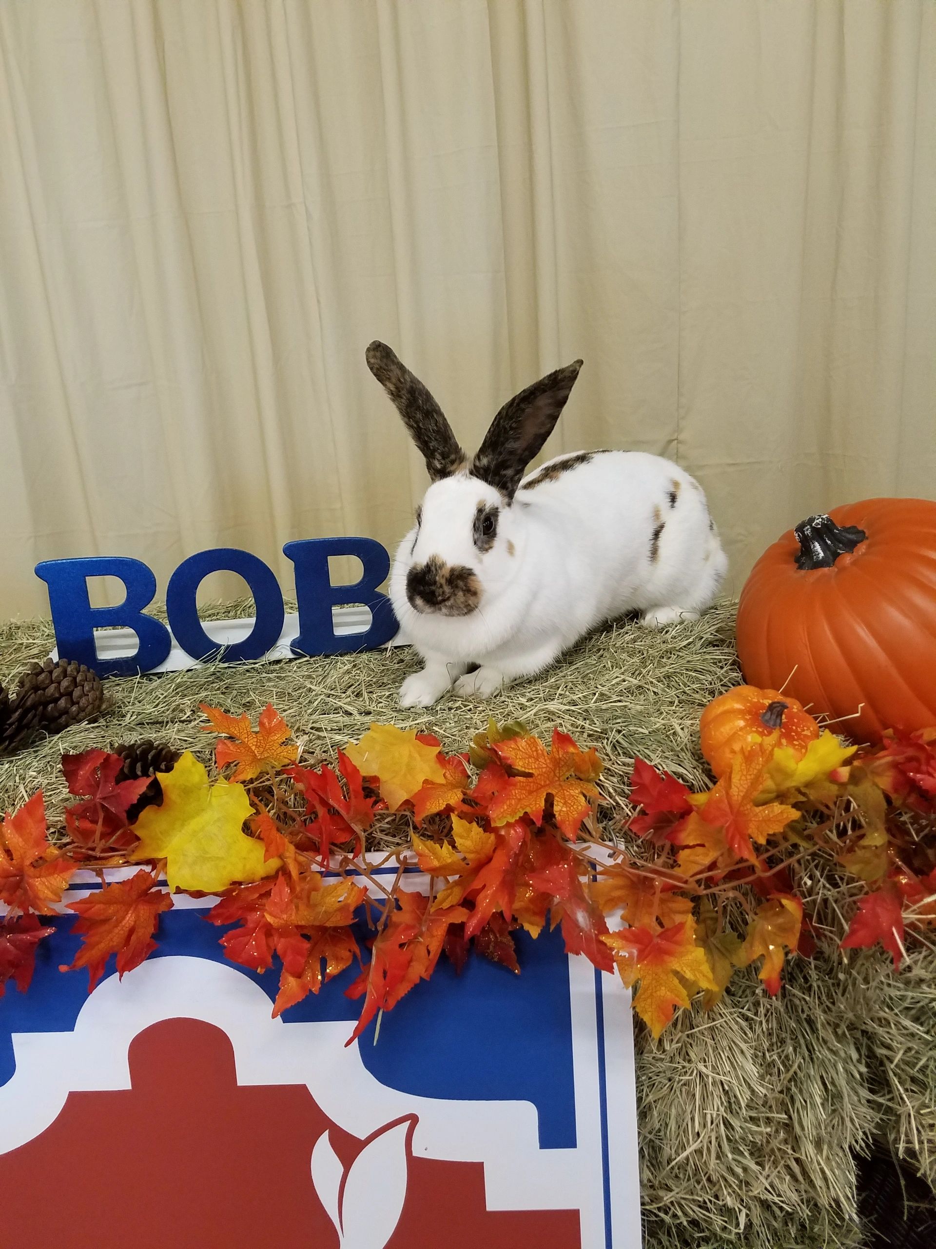 Dutch | Brie's Bunny Barn