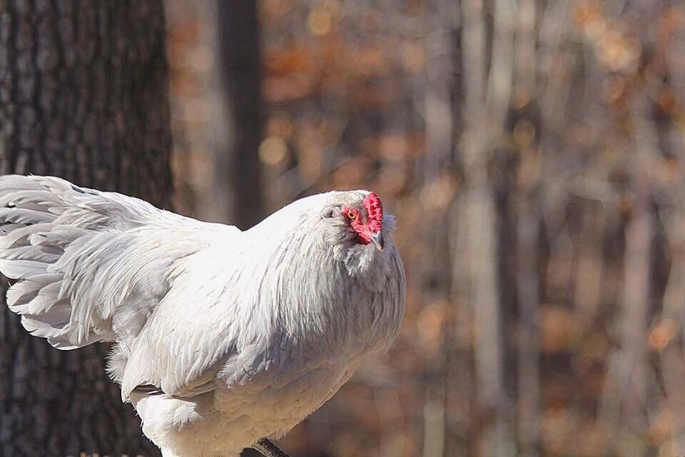 Rare Breed Chickens - Carolina Heritage Game & Poultry