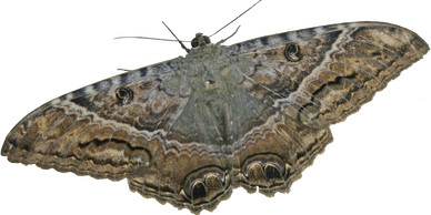 otros | Pest Control ECOFAL S. A. de C.V.