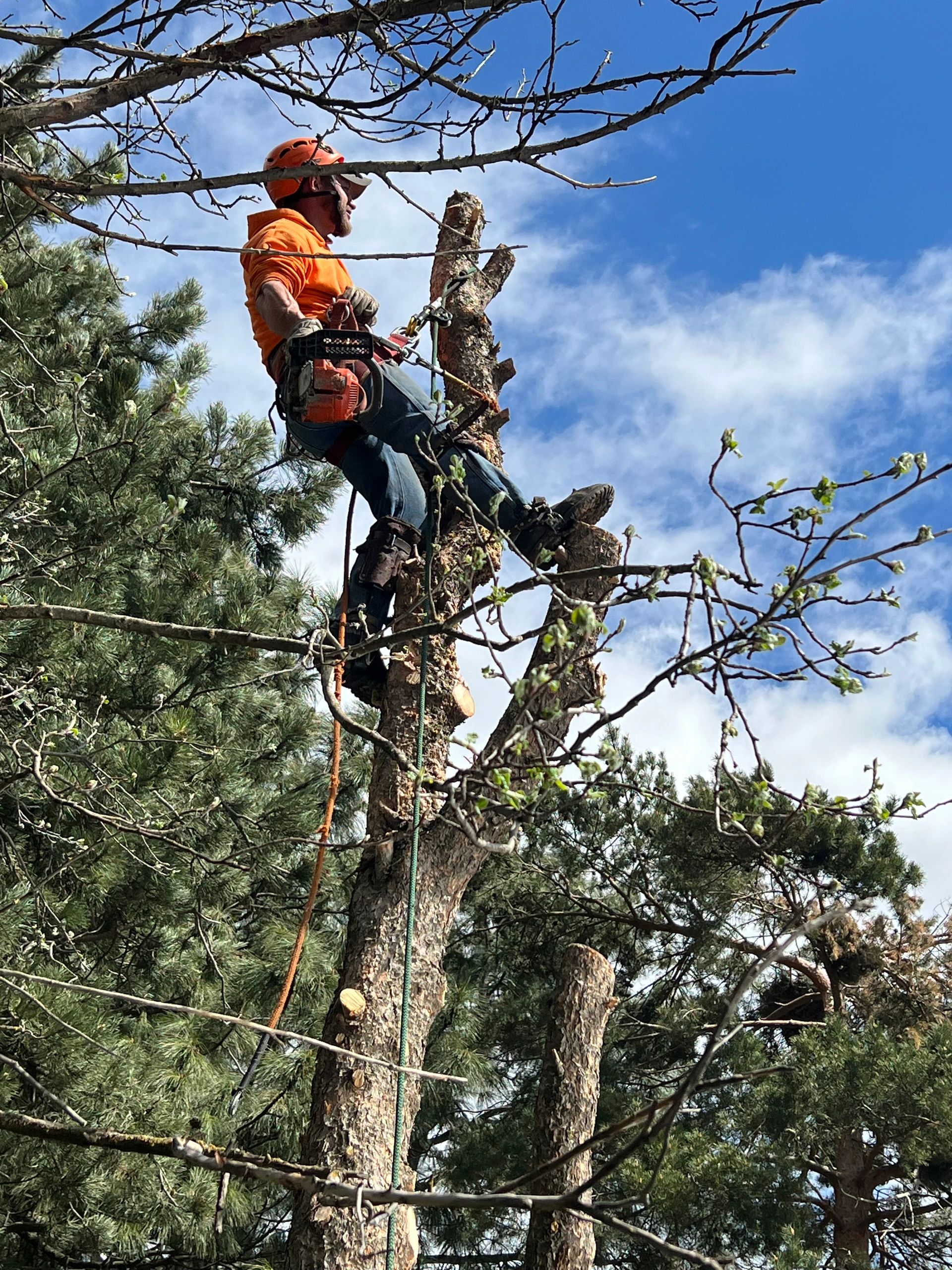 TW Tree Service - Tree Removal, Tree and Shrub Trimming