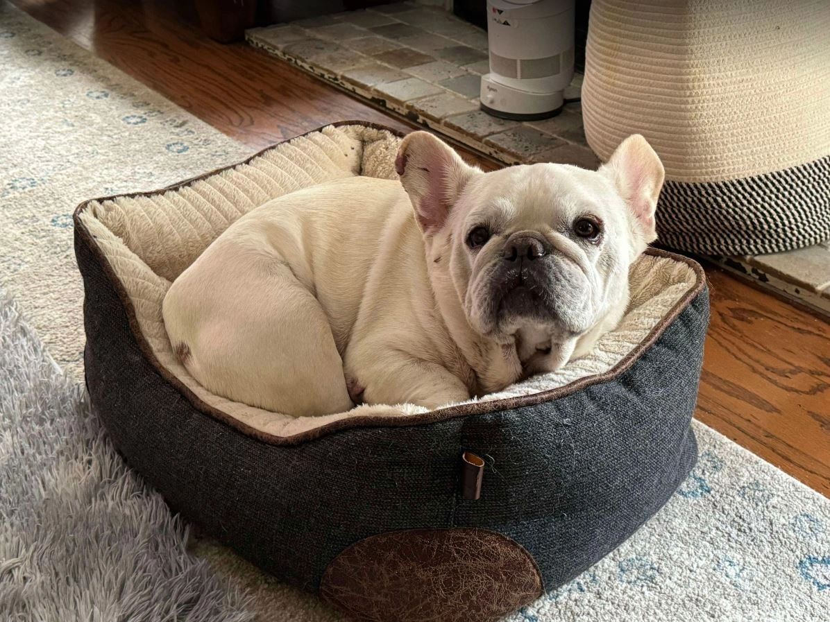 Southern Pug, Boston Terrier, and French Bulldog Rescue