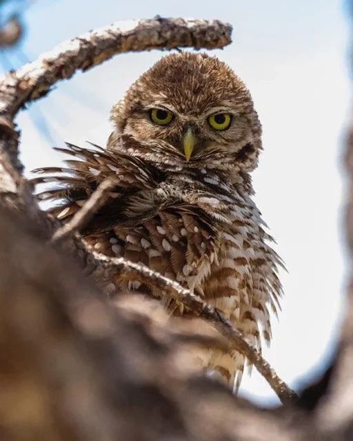 Cape Coral Burrowing Owl & Gopher Tortoise Protection