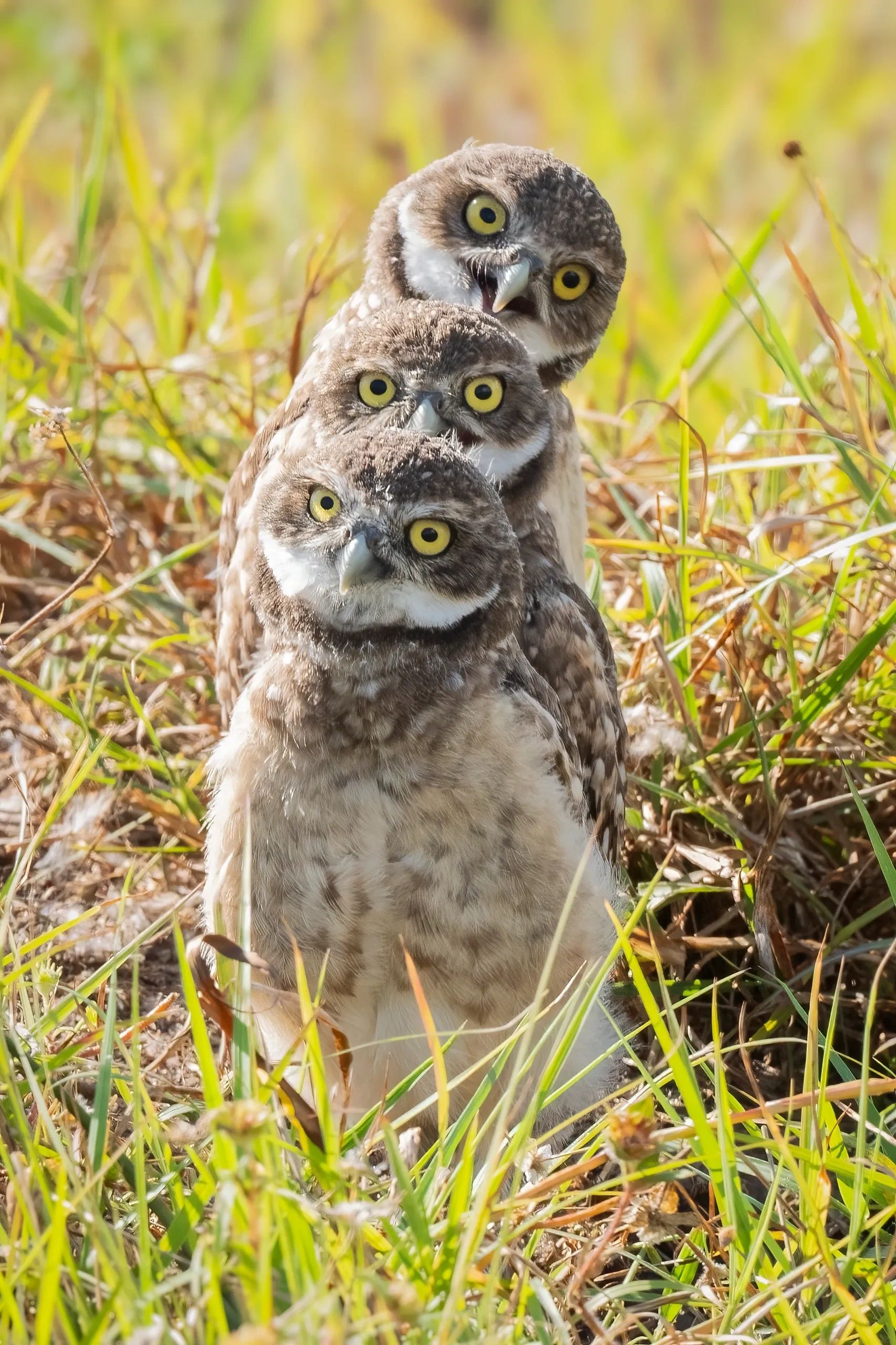 Cape Coral Burrowing Owl & Gopher Tortoise Protection