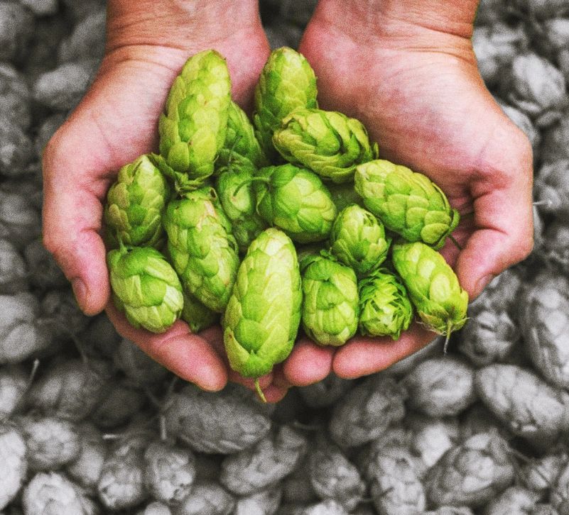 Fresh Hop Season Is Here!
