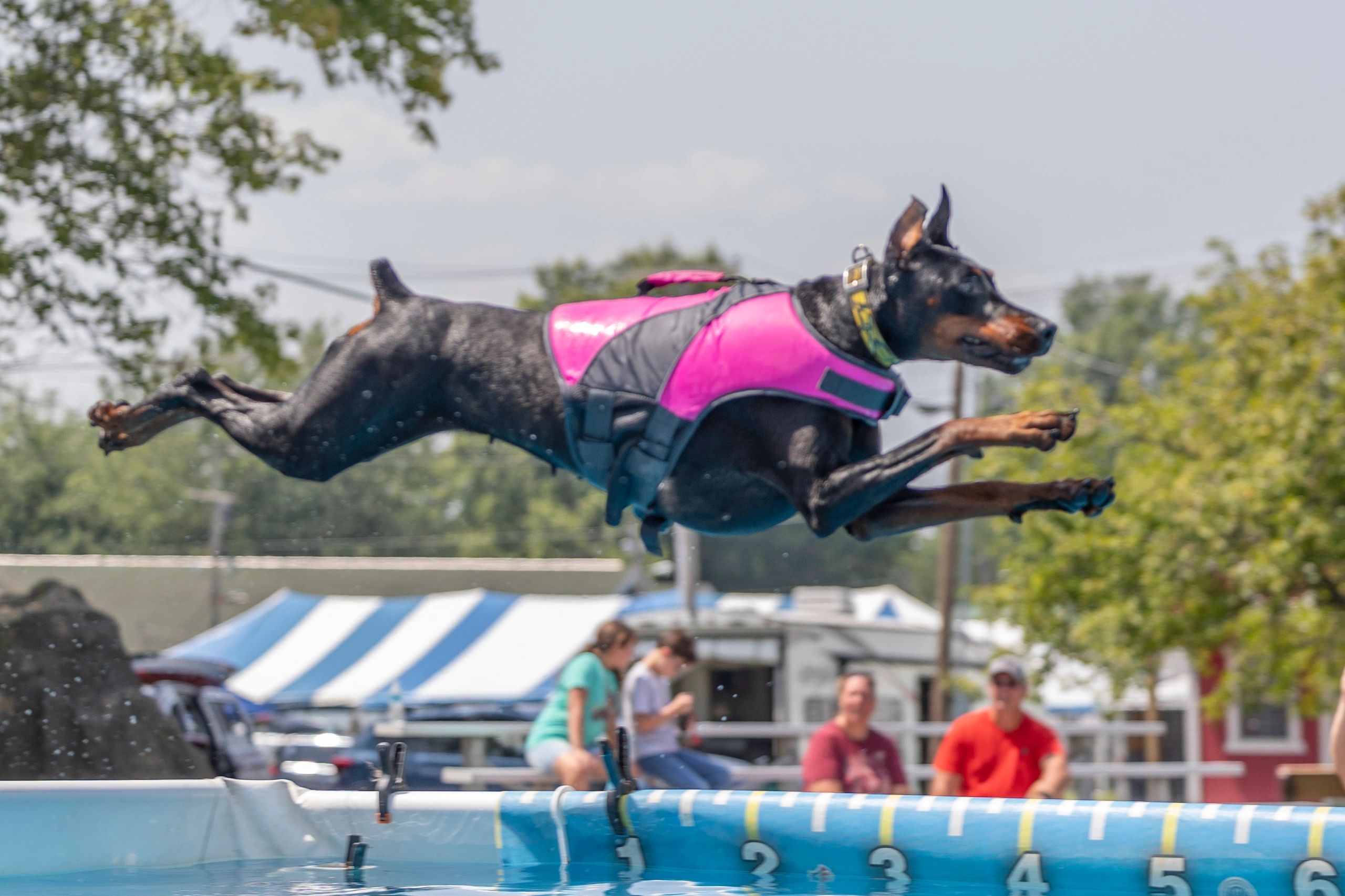 Xcel Canine Training Center