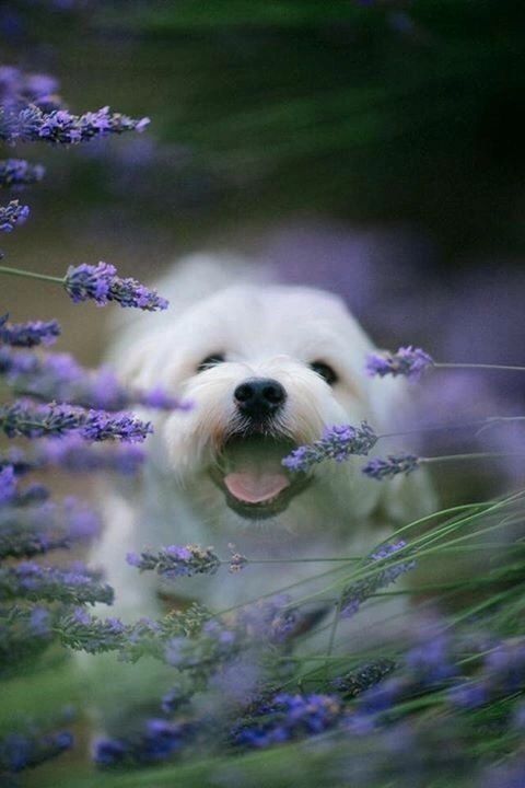 Will Lavender Calm My Dog