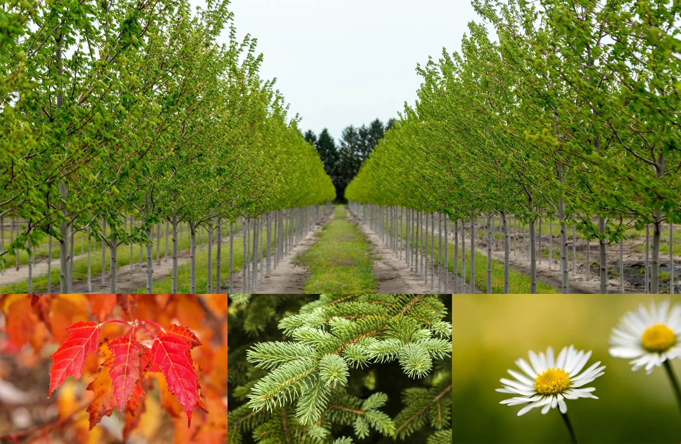 Bostian Horticulture Inc.