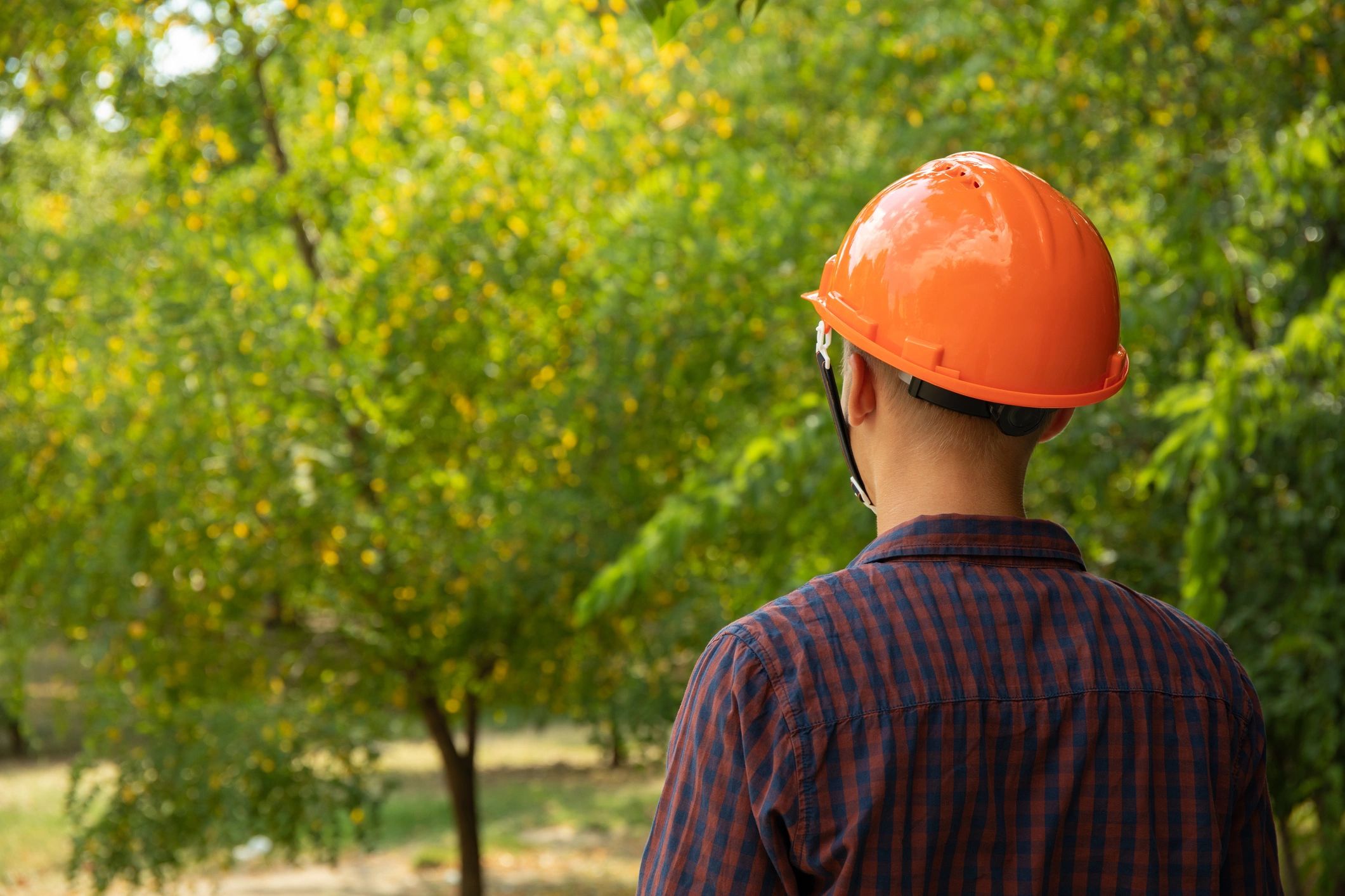 Treeline Franchise Group