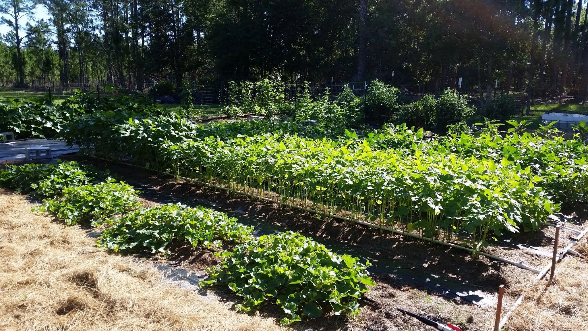 Home | Egger Farms - Quality Fresh Produce