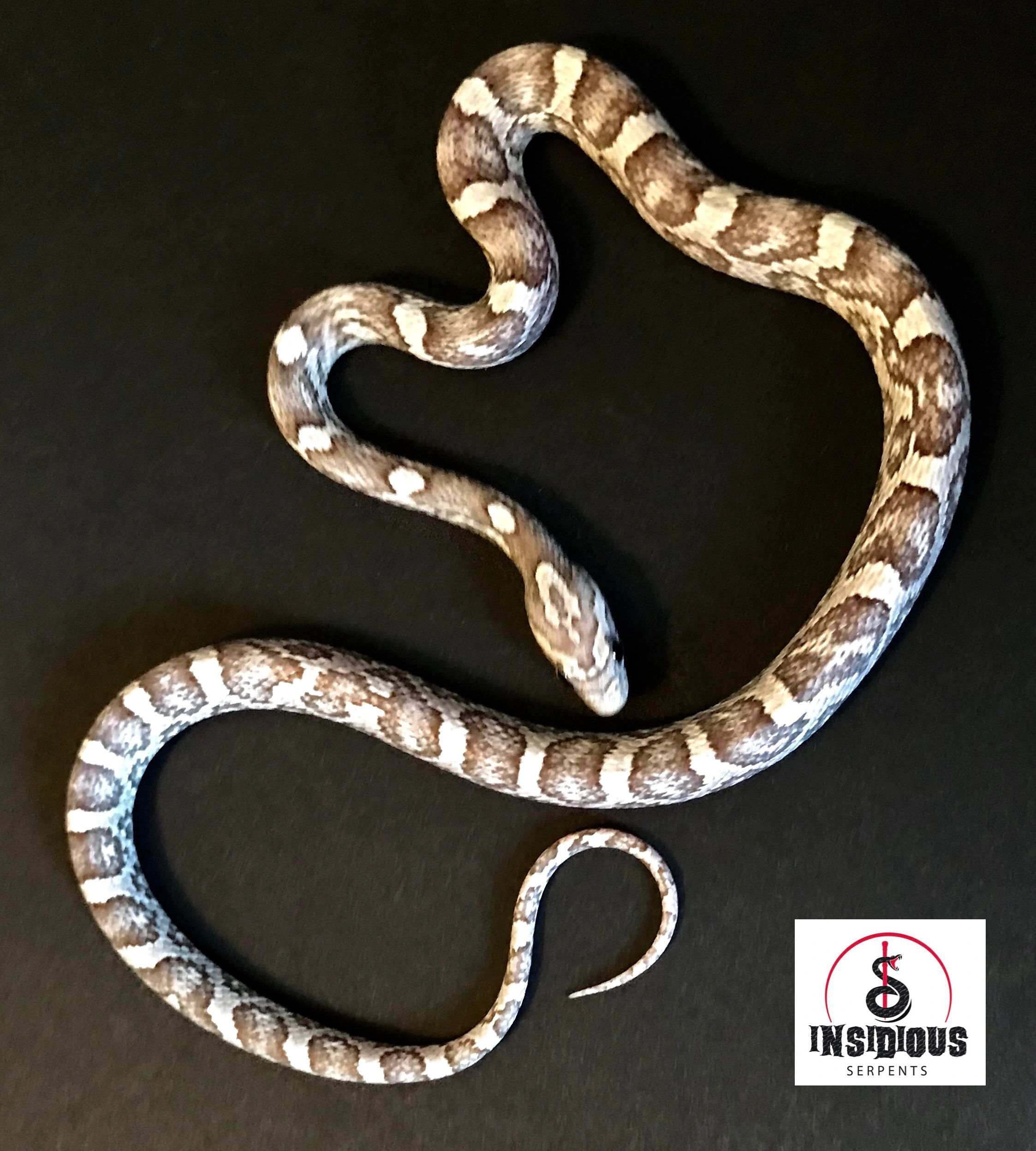 Silver Queen Corn Snake