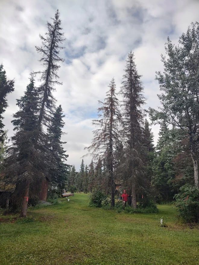 Spruce Tree Removal - Sunshine Tree