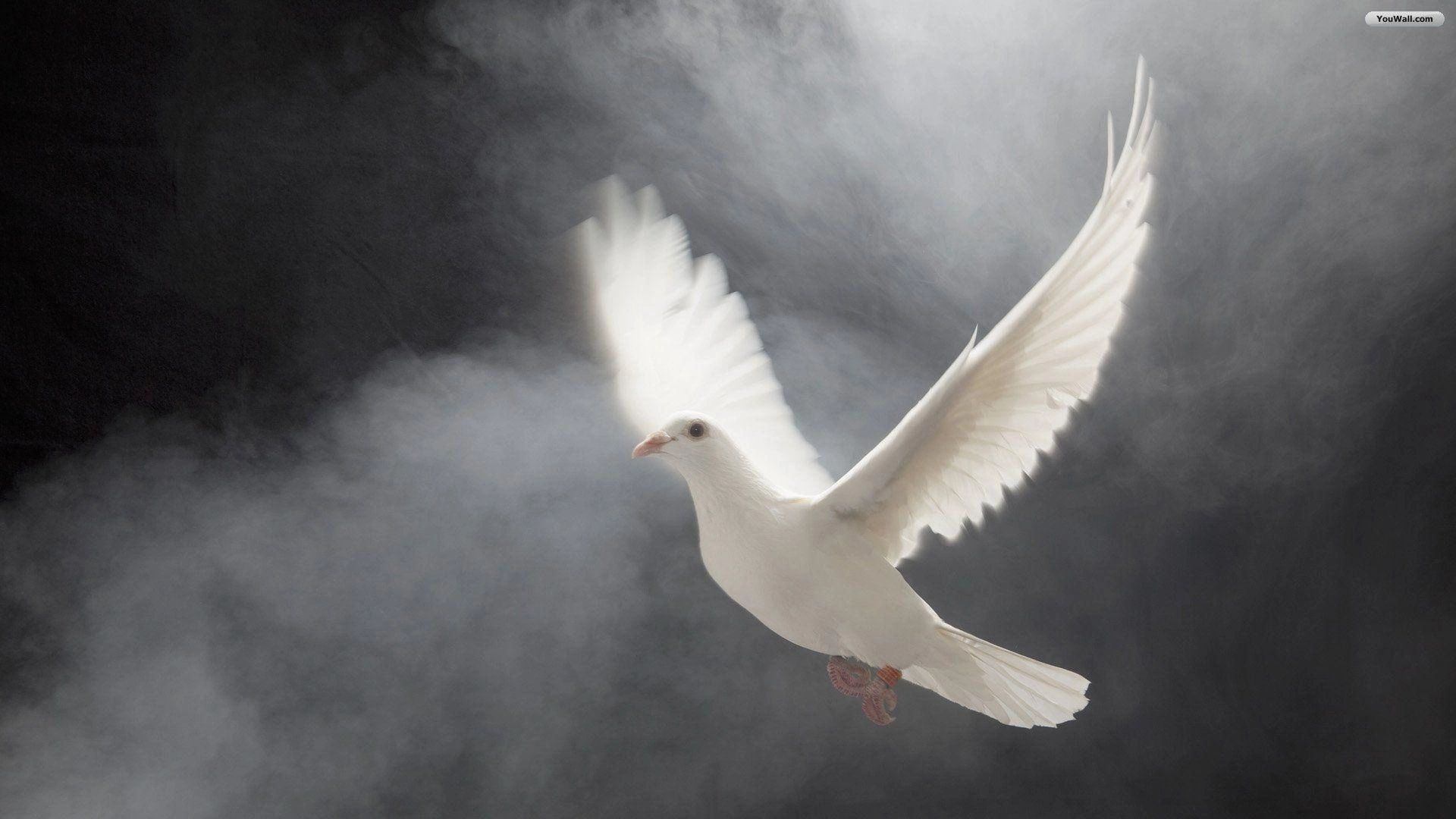 Memorable Moments Dove Release - Dove Release, Wedding Doves, White ...