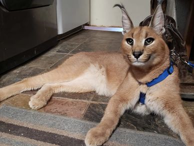 caracal cat