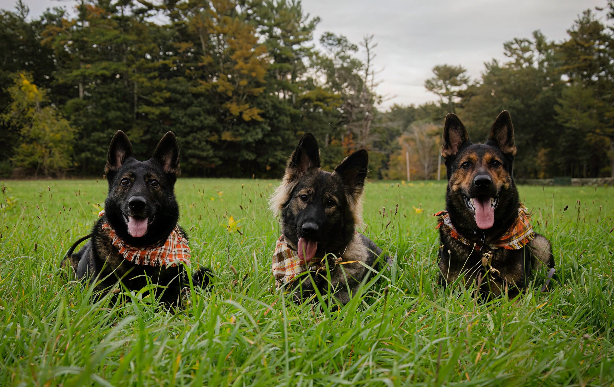 Von Liebenhaus - German Shepherd Breeder Massachusetts