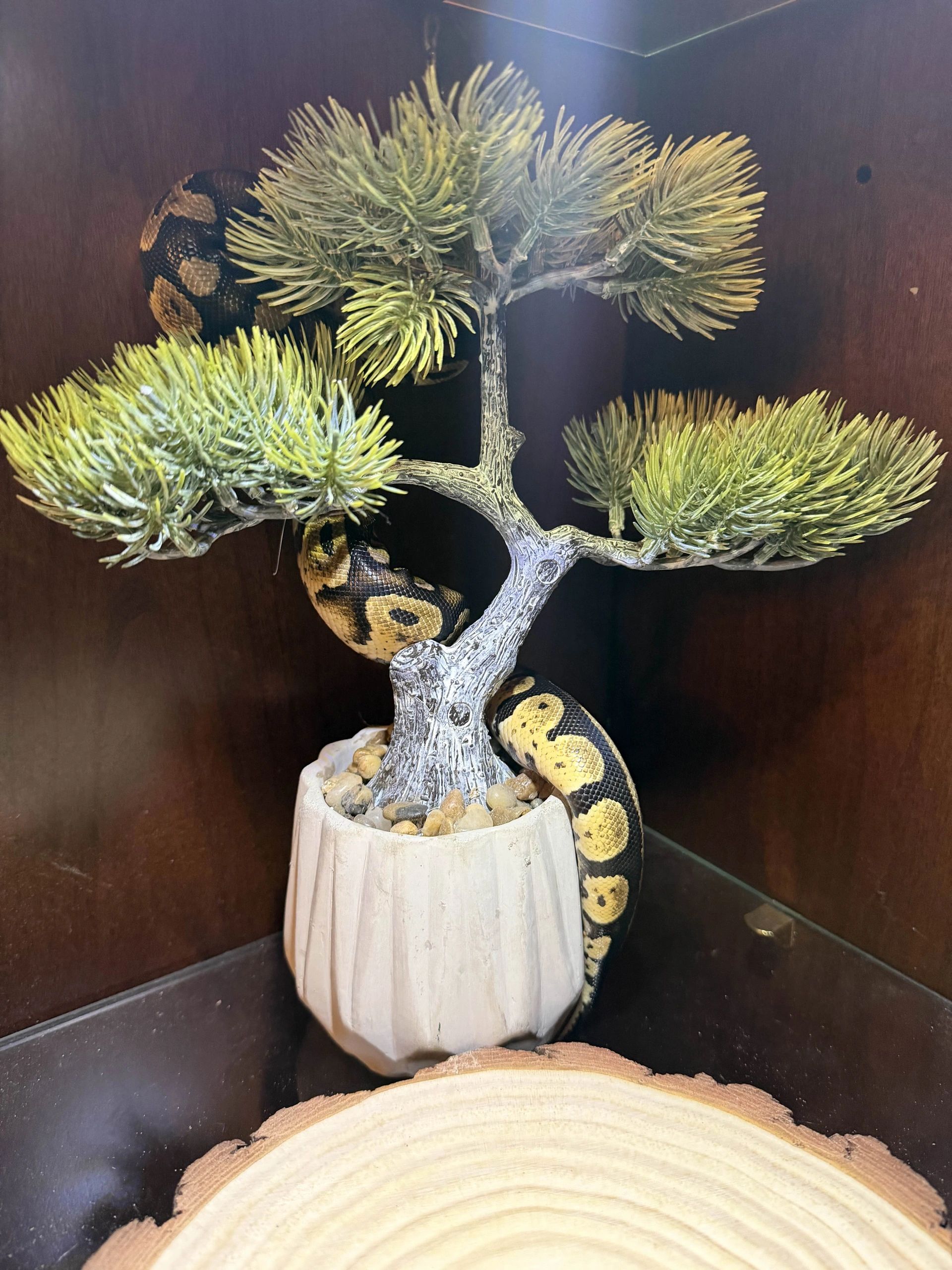 Snake care guide | Makin Ophidian Morphs