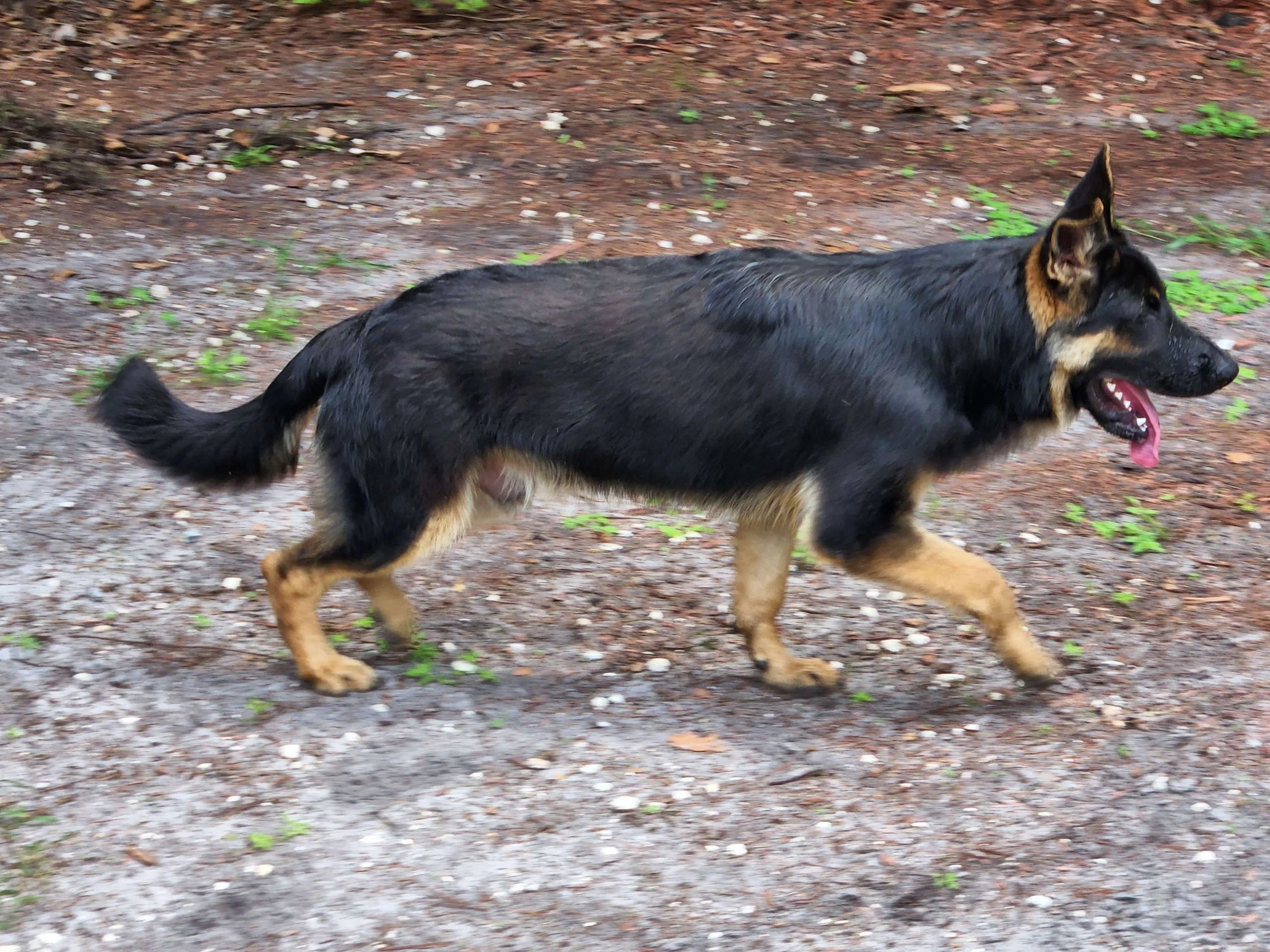 Southern Comfort Shepherds