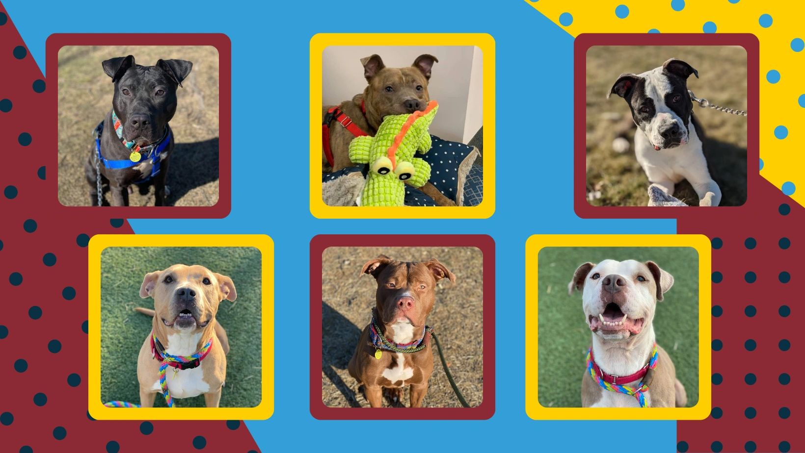 Events | Friends of City Dogs Cleveland