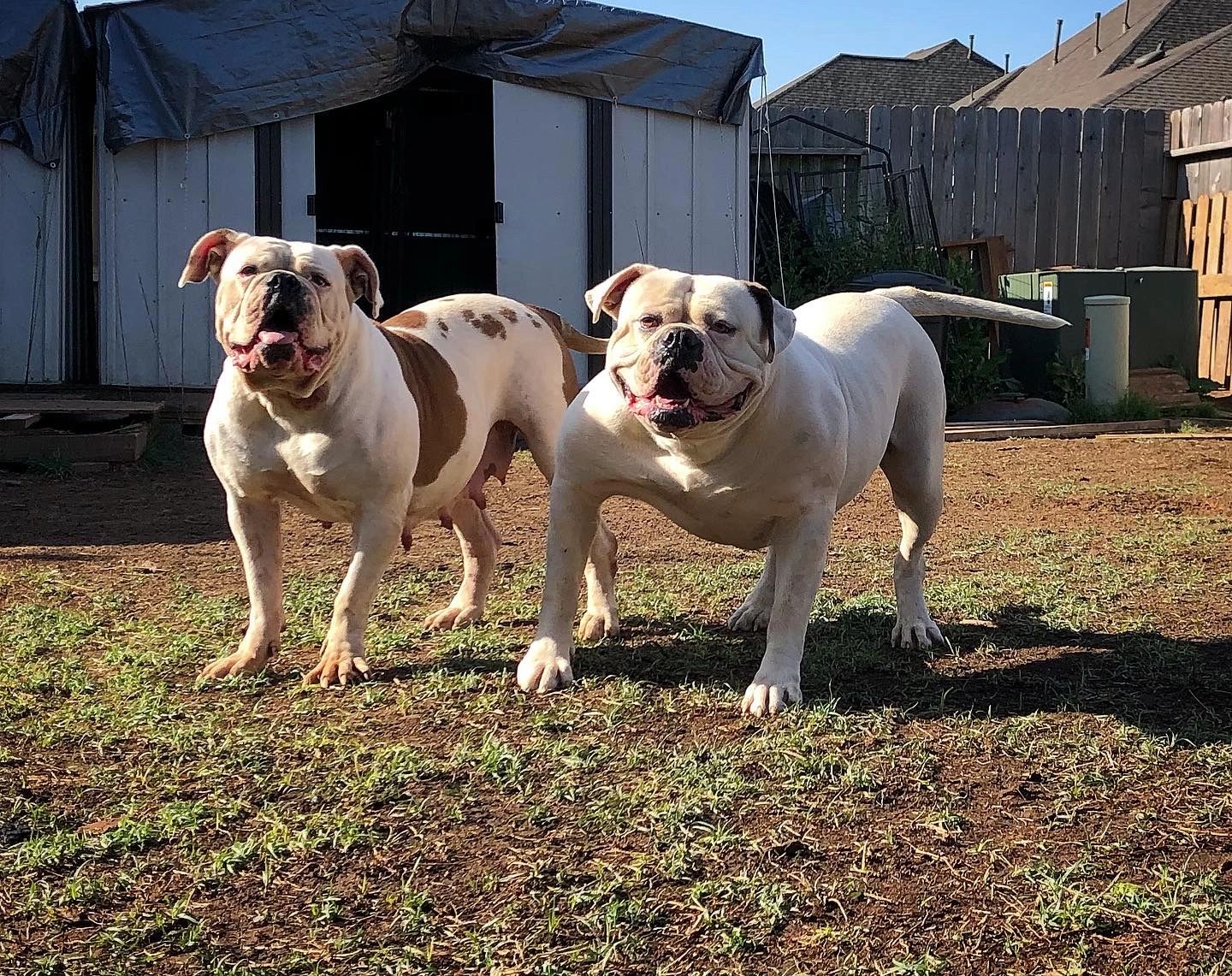 Johnson American Bulldog