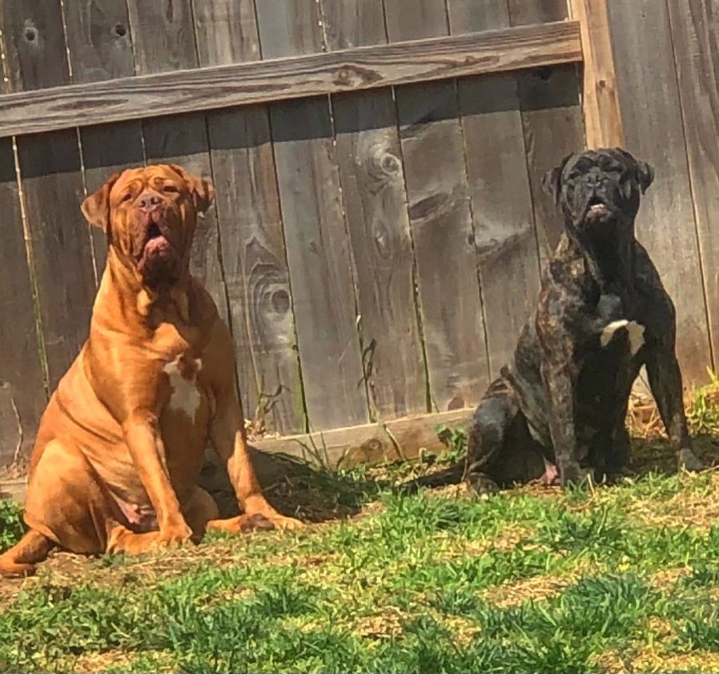 Classic American Bulldog