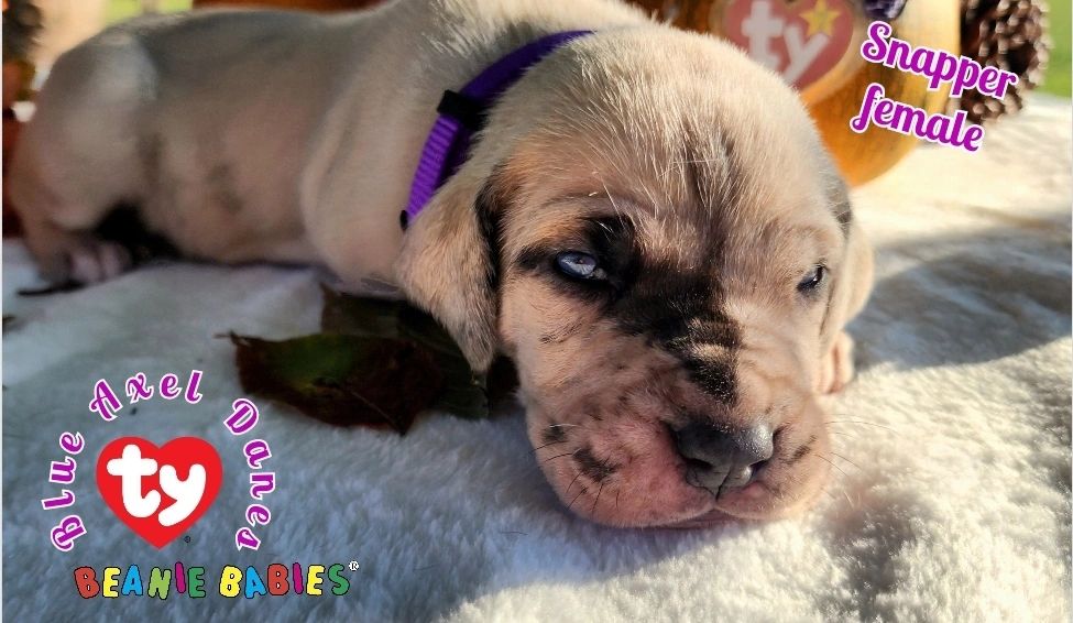 Blue Axel Danes - Great Dane, TLC Dog Food, Available Puppies