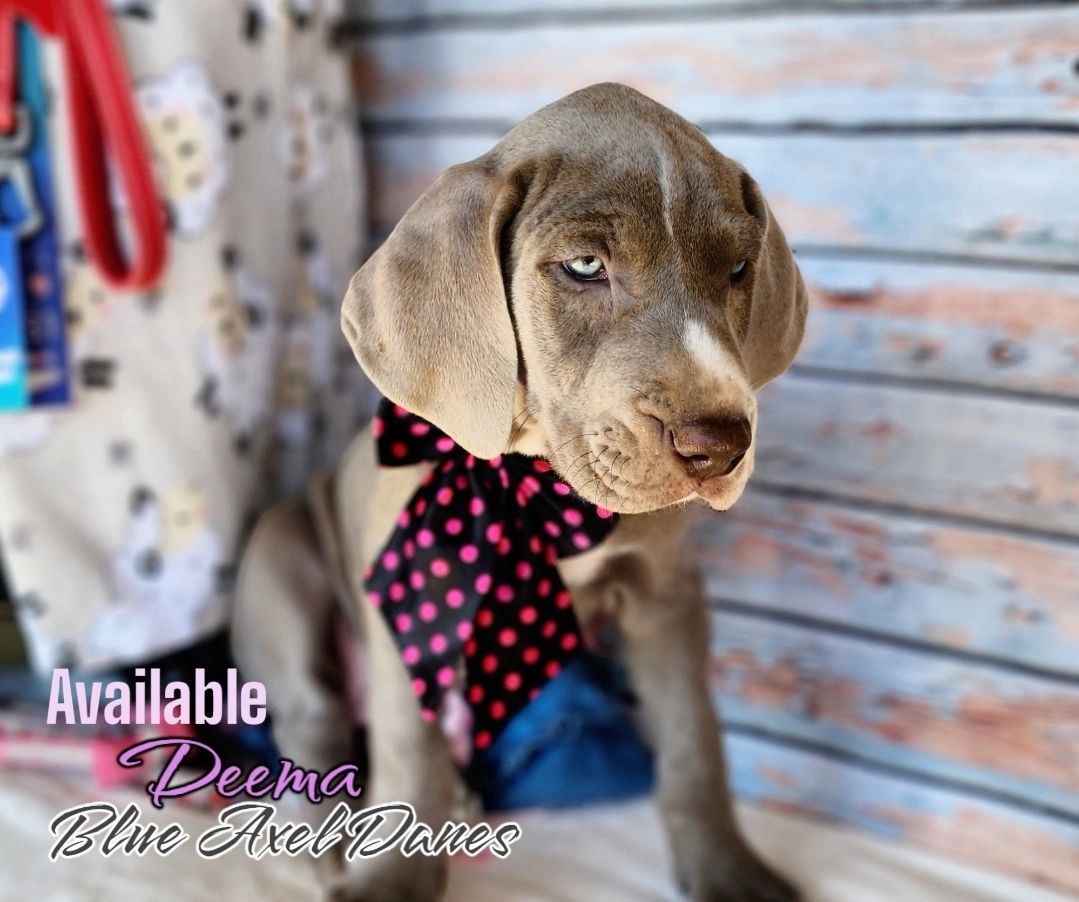 Blue Axel Danes - Great Danes, Great Danes, Puppies, Dog