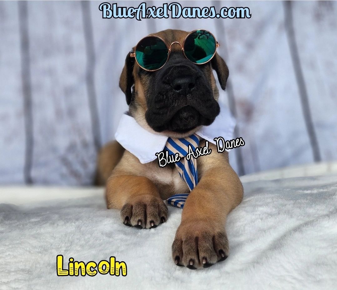 Blue Axel Danes - Great Dane, TLC Dog Food, Available Puppies