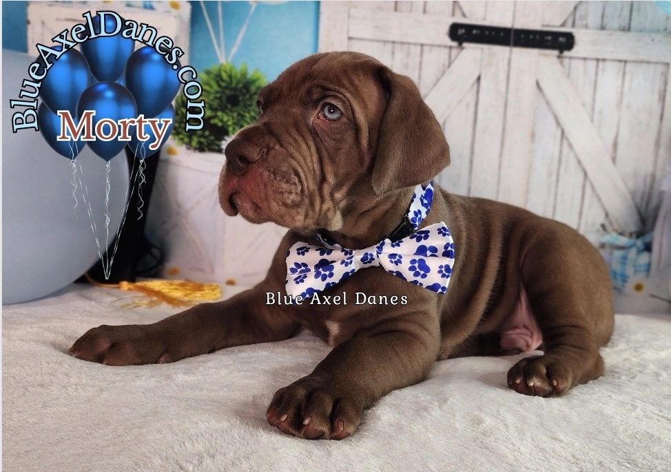 Red Harlequin Great Dane Puppies