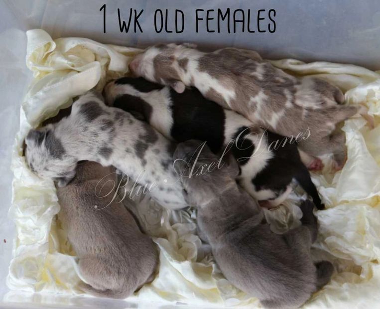 Blue Axel Danes -akc great dane, Breeder, Puppies, Petfinder