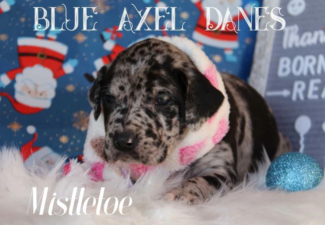 Blue Axel Danes - Great Danes, Great Danes, Puppies, Dog | Blue Axel Danes