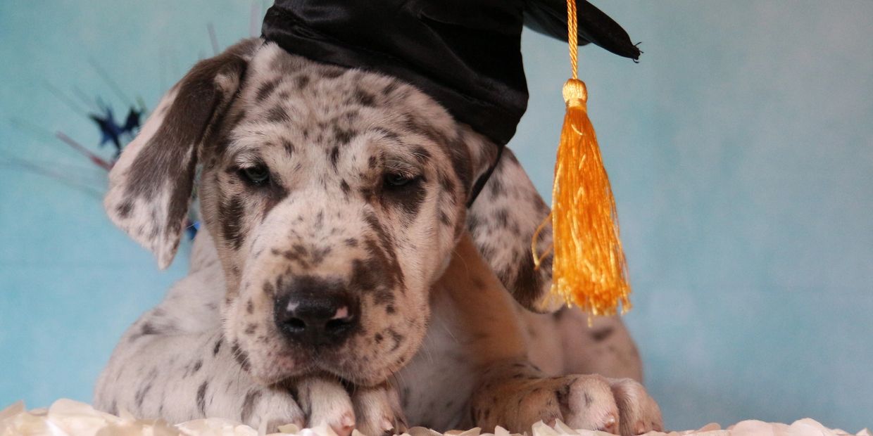 Blue Axel Danes -akc great dane, Breeder, Puppies, Petfinder