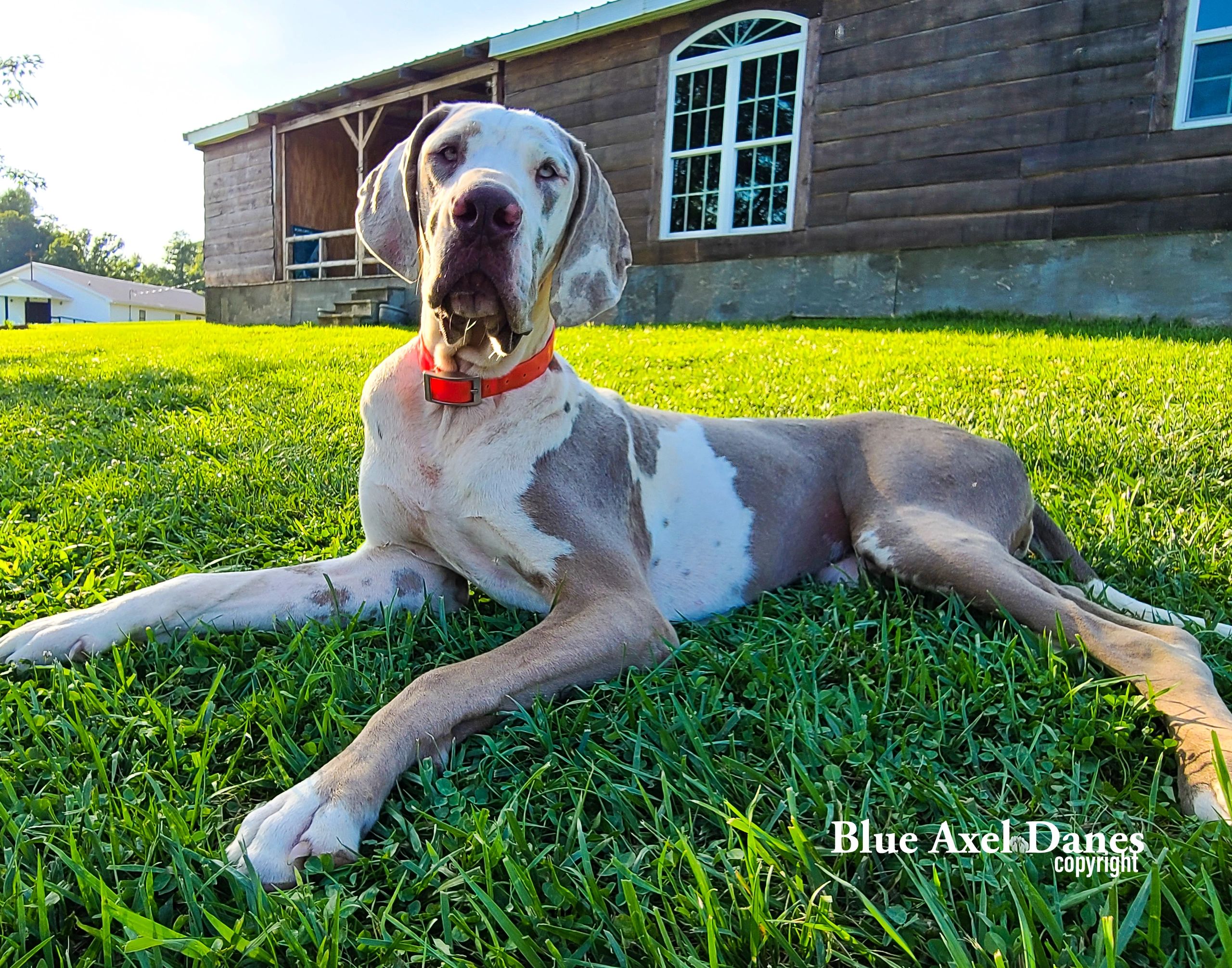 Harlequin Great Dane With Blue Eyes
