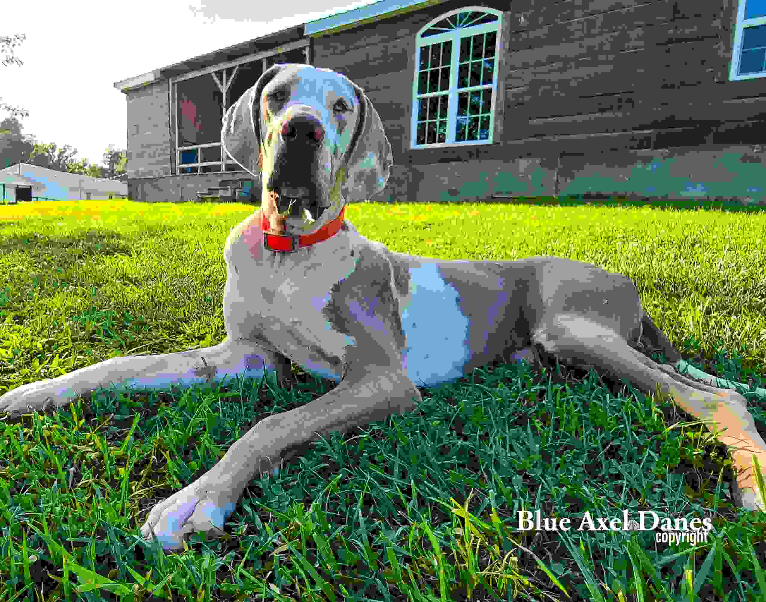 Blue Axel Danes - Great Danes, Great Danes, Puppies, Dog | Blue Axel Danes