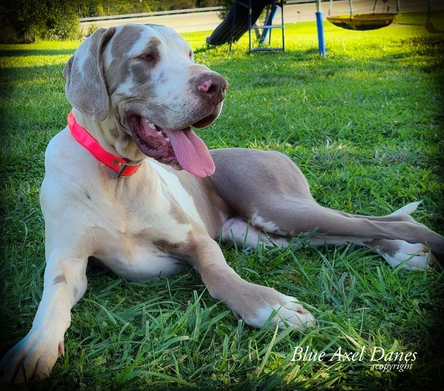 Great Dane Puppy(s) - Blue Axel Danes | Blue Axel Danes