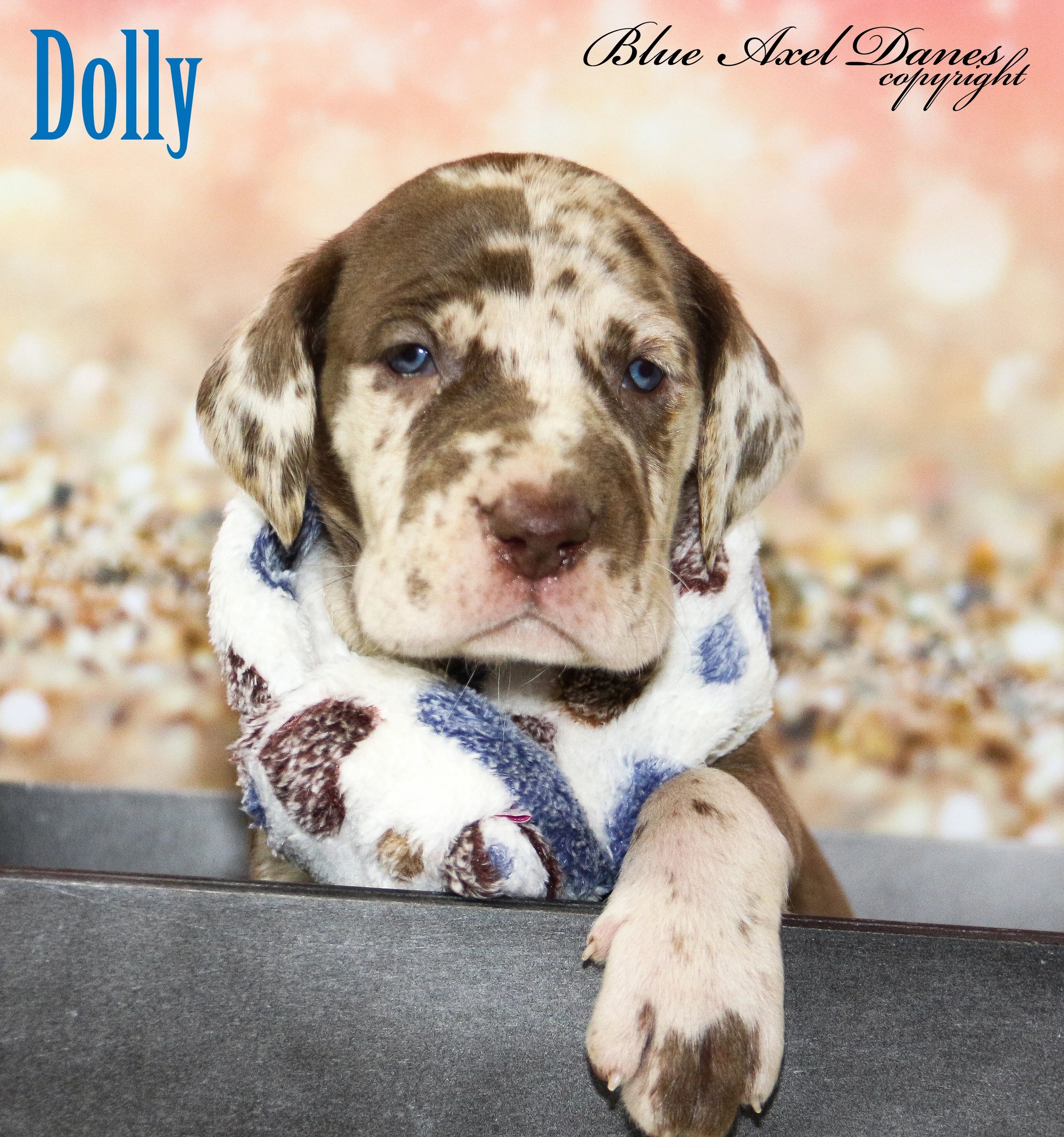 Blue Axel Danes - Great Danes, Great Dane Puppies, Breeder | Blue Axel ...