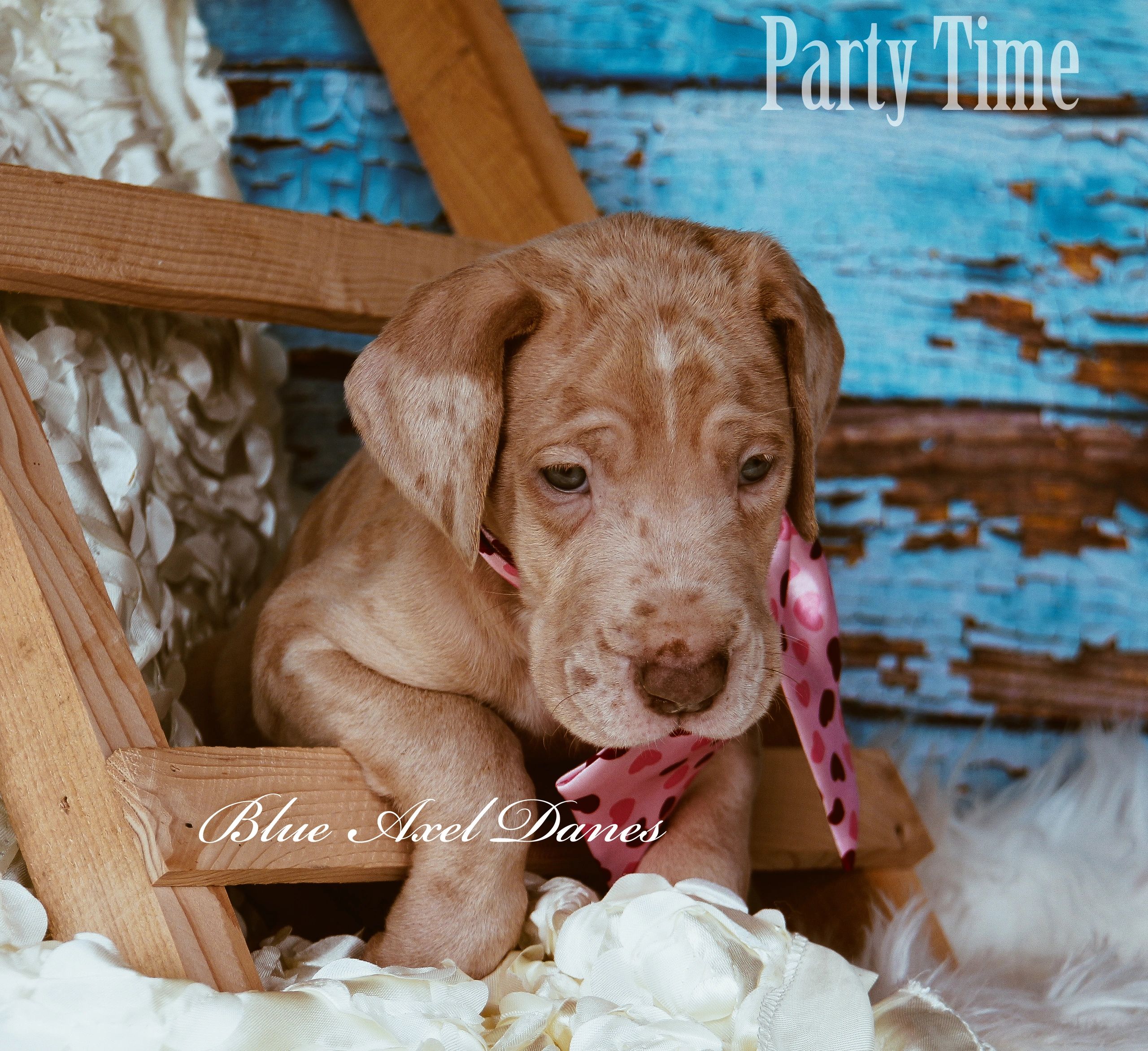 Blue Axel Danes - Great Danes, Great Dane Puppies, Breeder | Blue Axel ...