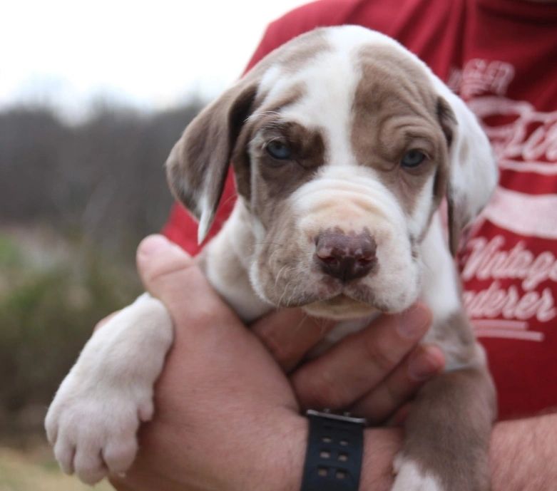 Chocolate Merle Great Dane Puppies
