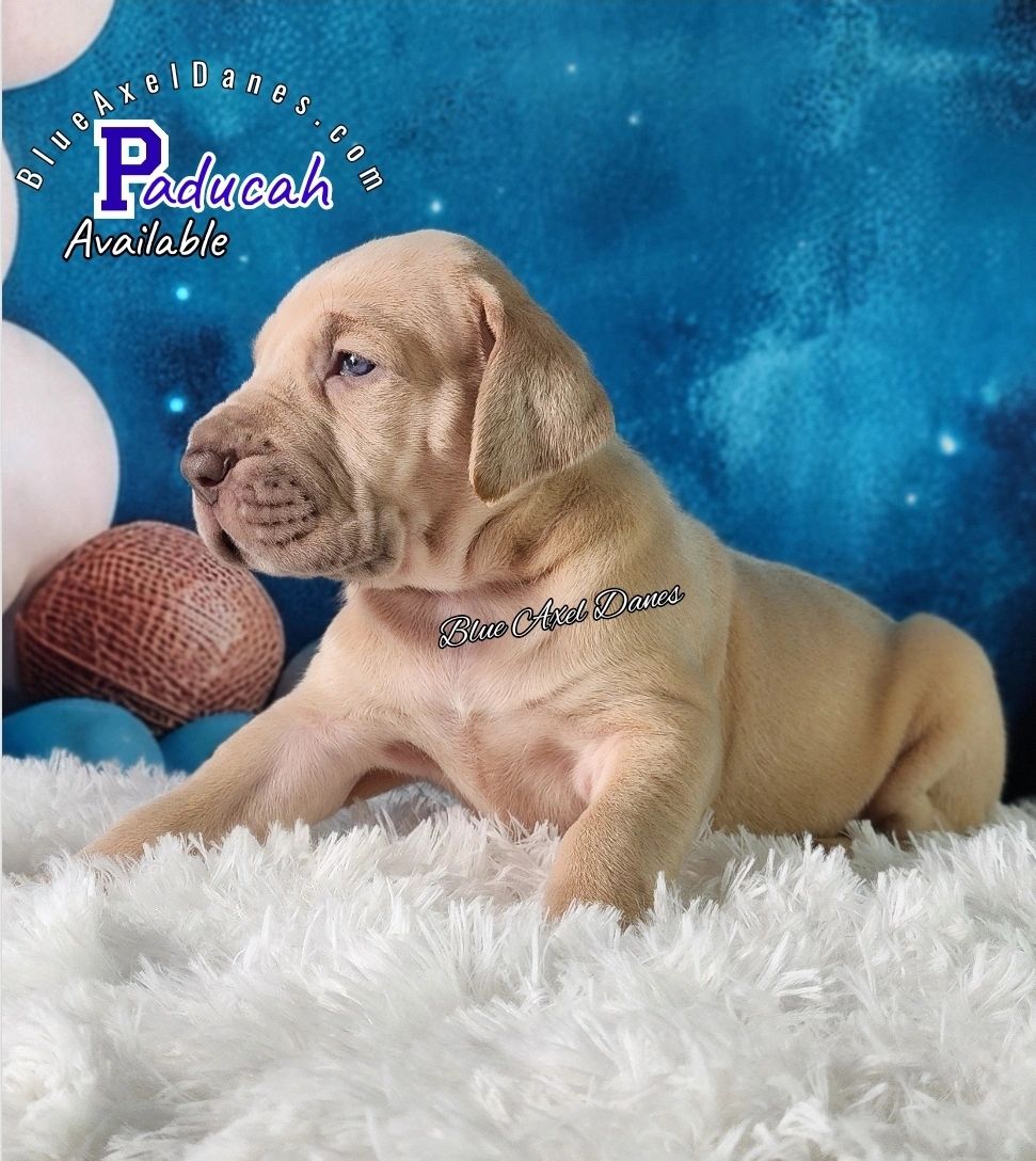 Blue Axel Danes - Great Dane, TLC Dog Food, Available Puppies