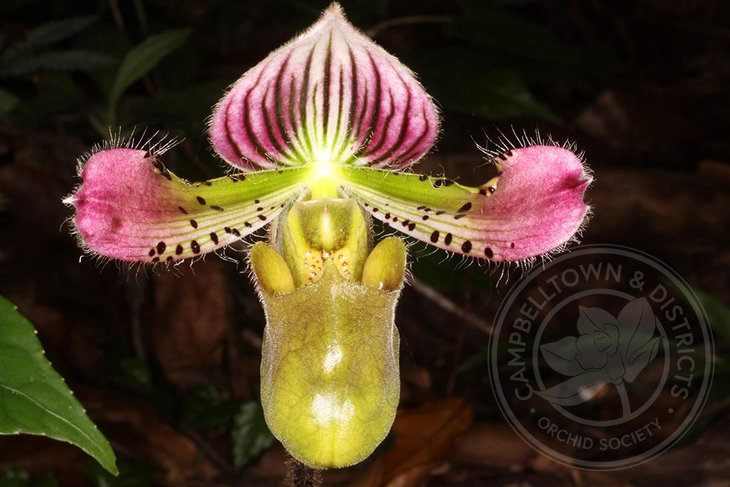 Finding Paphiopedilum acmodontum - In the wild! - By Jim Cootes