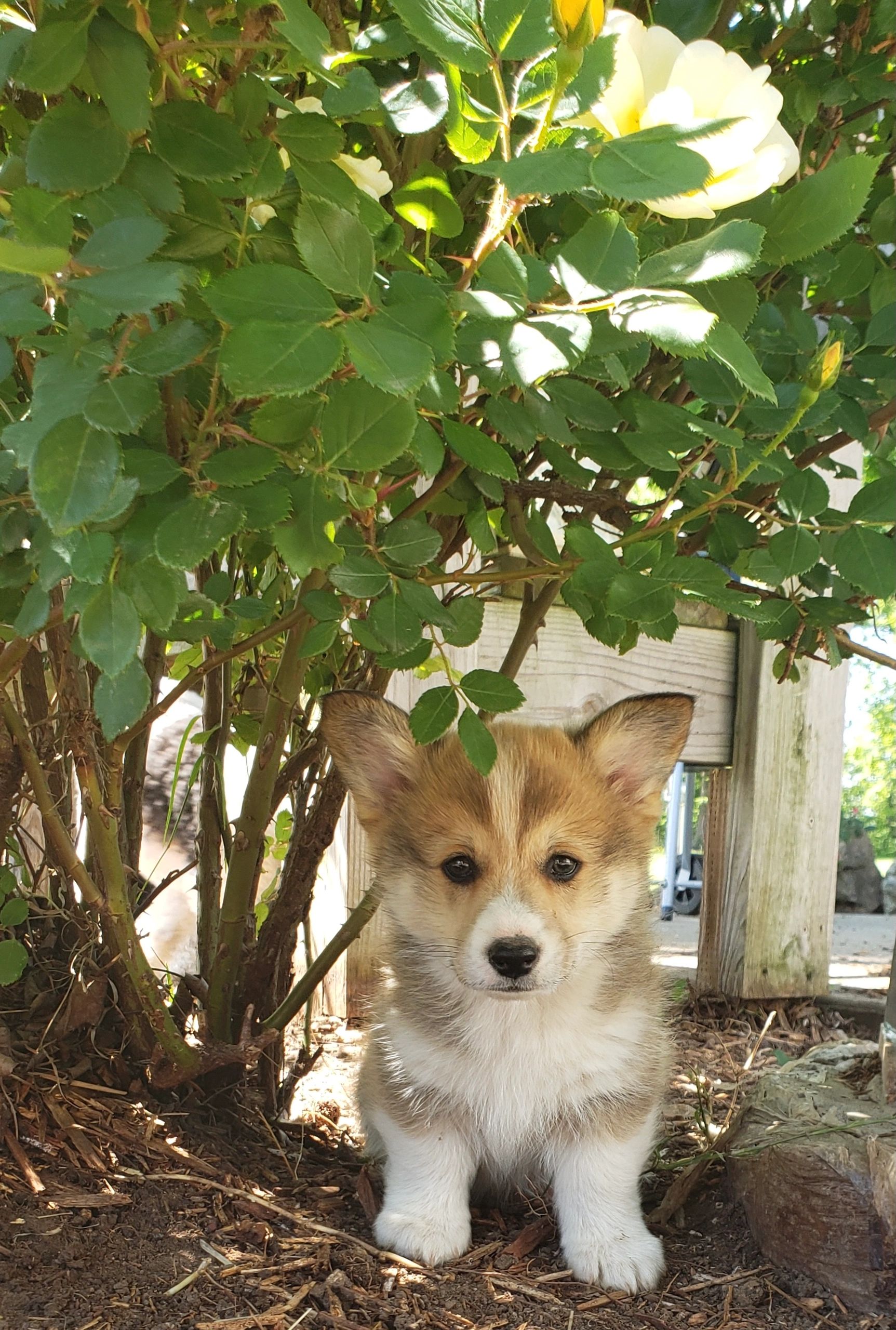 Litters | Rose Hill | Corgi Farm