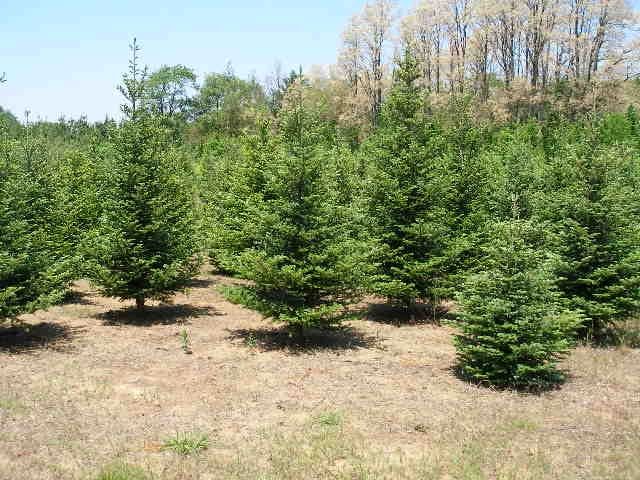 Freedom Farm Delta - Christmas Tree - Delta, Ohio