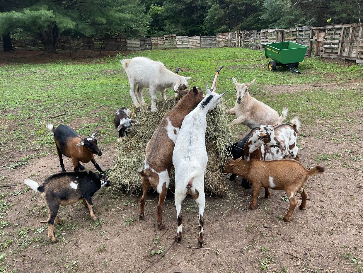 Farm Friends | Rusty Bucket Acres