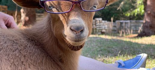 Rusty Bucket Acres - Therapy Farm and Real Pasture Experience