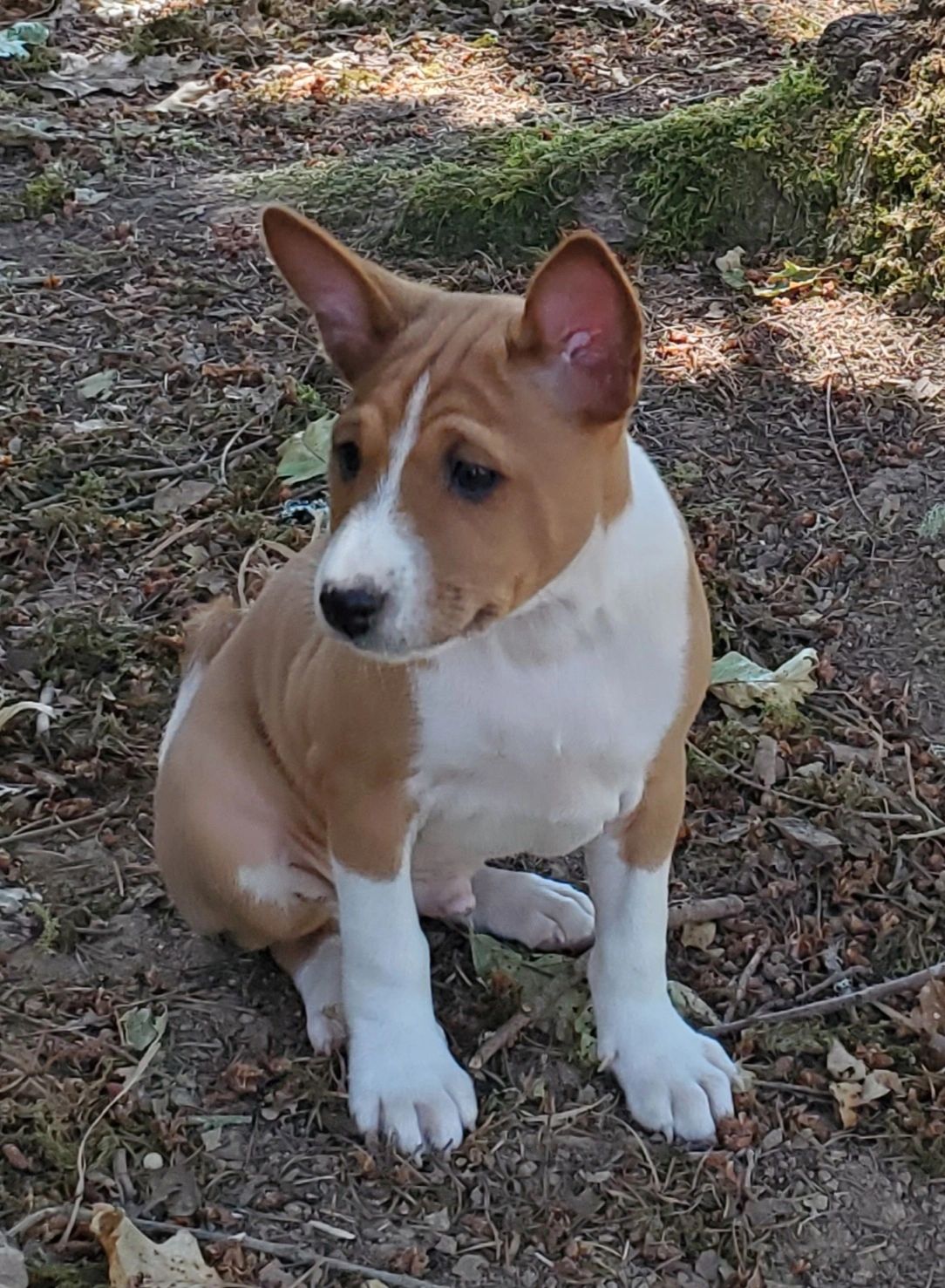 How Much Does A Basenji Dog Cost