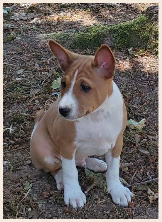Basenji Puppies for Adoption - Blue Basenji, Blue Basenji Puppy ...