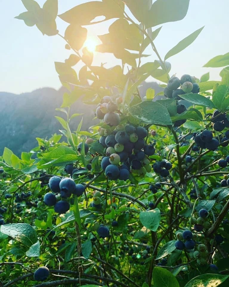 U-Pick Blueberries | Bybee Farms