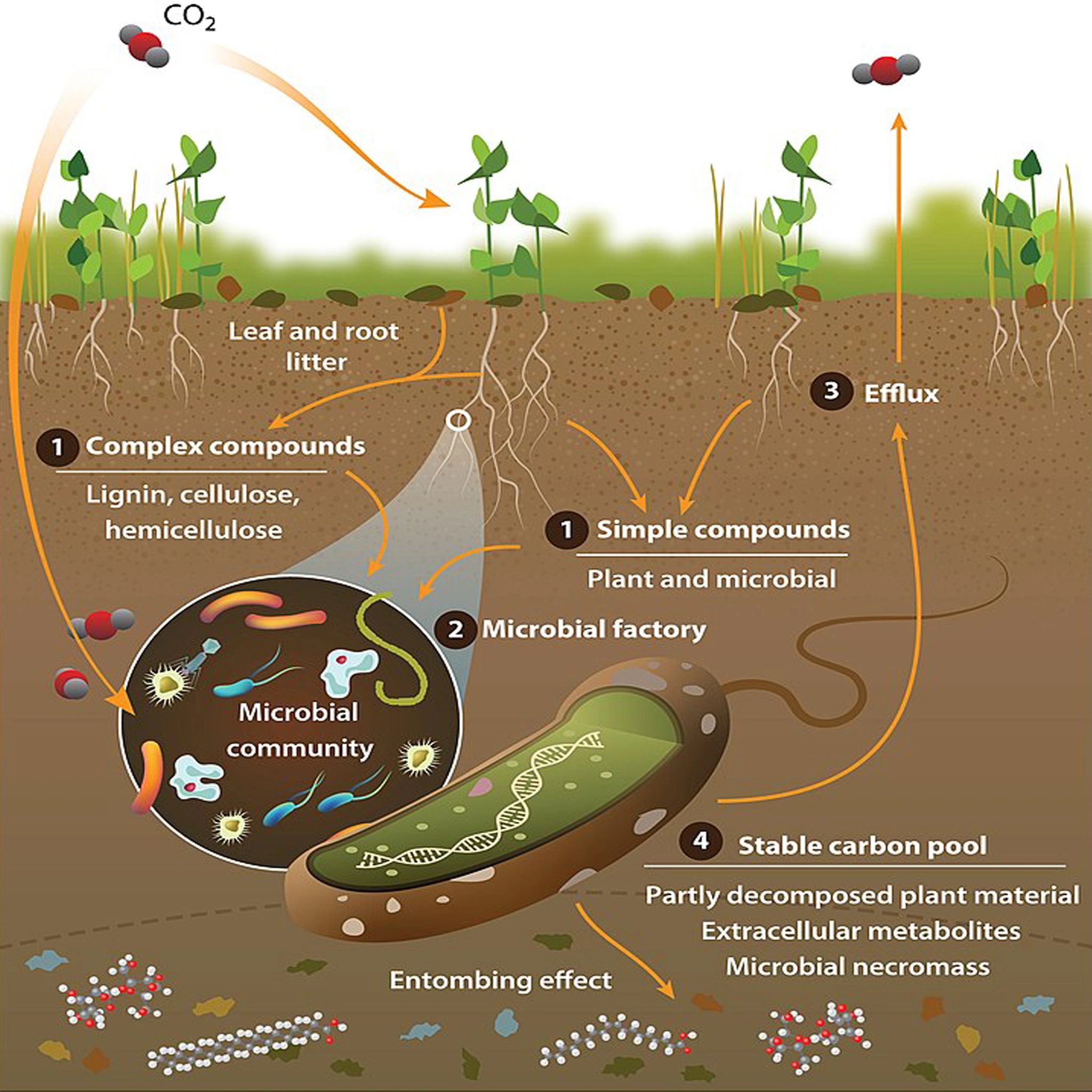 Microbes build soil carbon, carbon creates life & saves you money