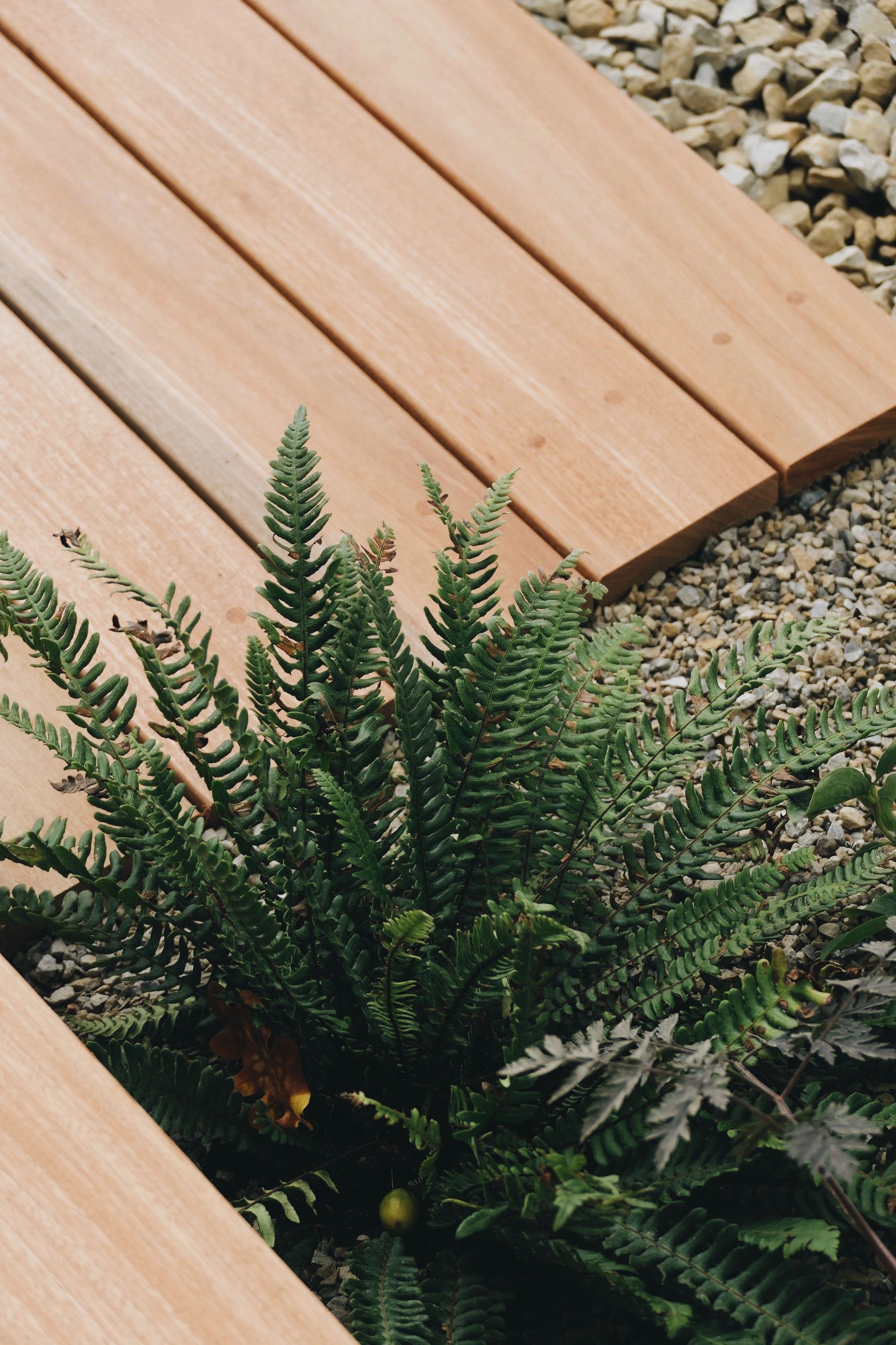 The Dorset Plantsman - Garden Design - Poole, England