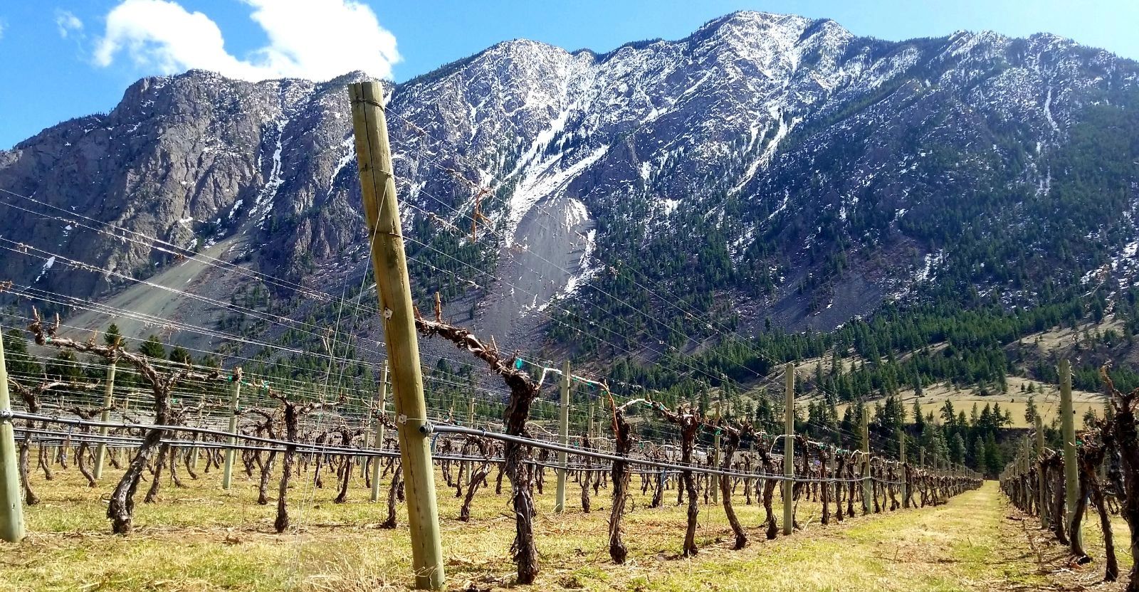 Pavan Group Vineyards - Vineyard Management, Vineyard Services