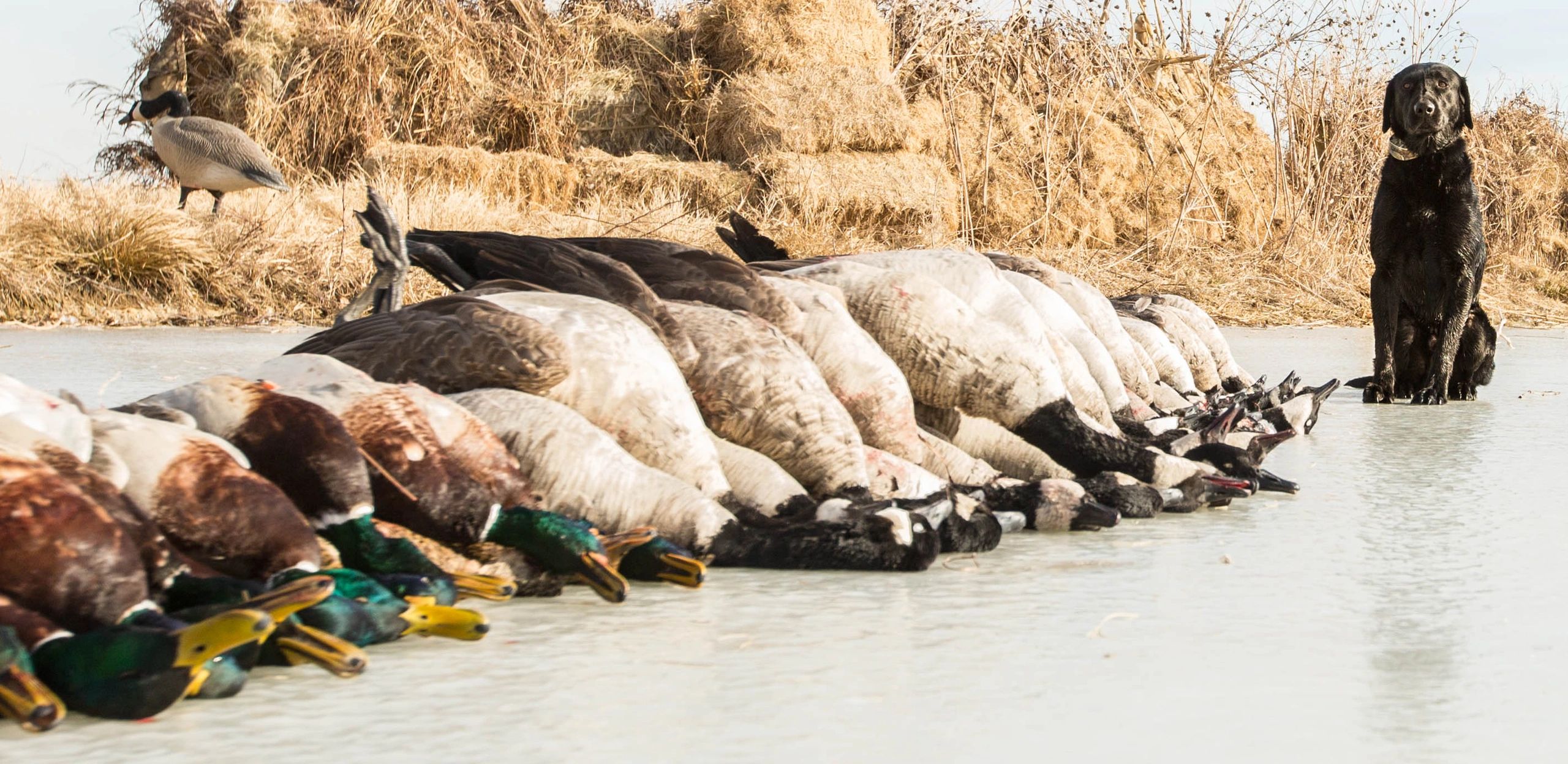 SummerDuck Outfitters - Duck Hunt, Hunting Kansas, Waterfowl