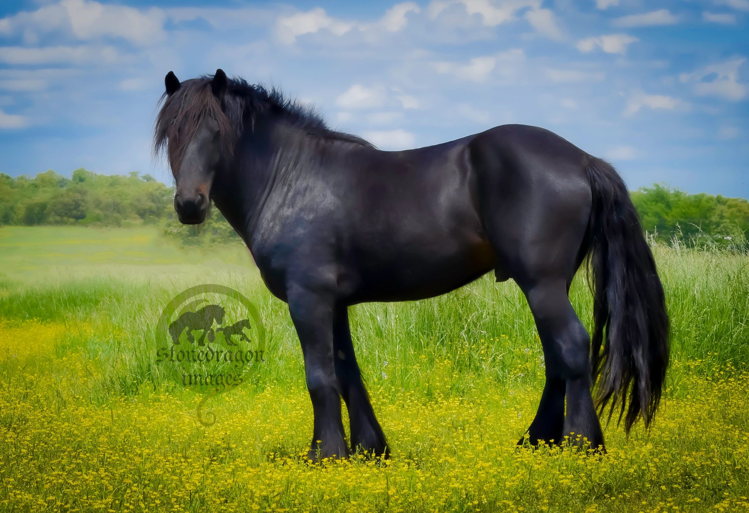 Fell Ponies, Quarter Horses, and Sport Ponies for Sale at Stonedragon Ranch